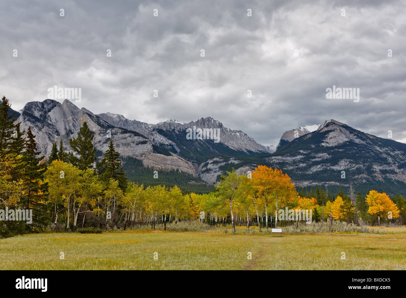 Aspen trees, populus tremuloides, Jasper National Park, Alberta, Canada ...