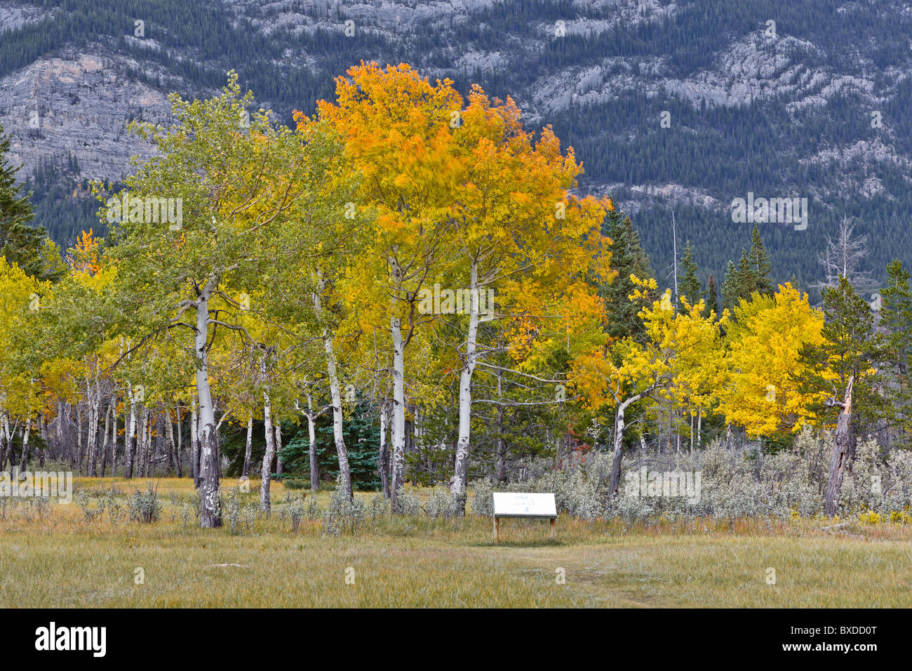 Aspen trees, populus tremuloides, Jasper National Park, Alberta, Canada ...