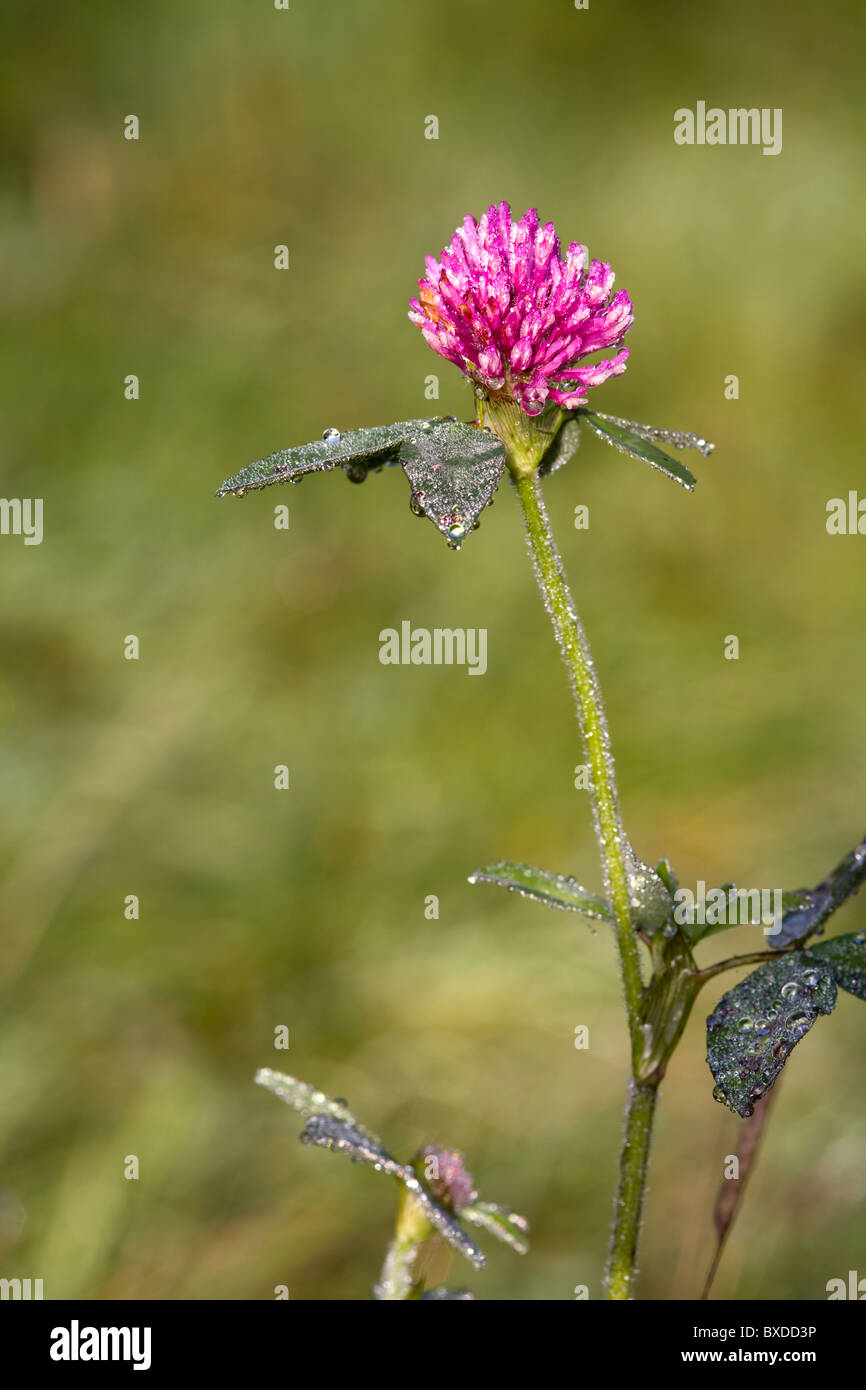 Red Clover (Trifolium pratense) Trefoil flower close-up Stock Photo - Alamy
