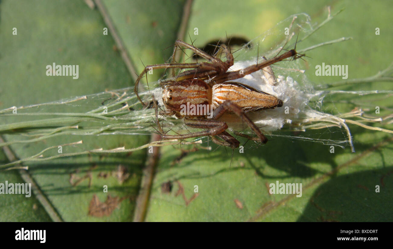 Spider nest hi-res stock photography and images - Alamy