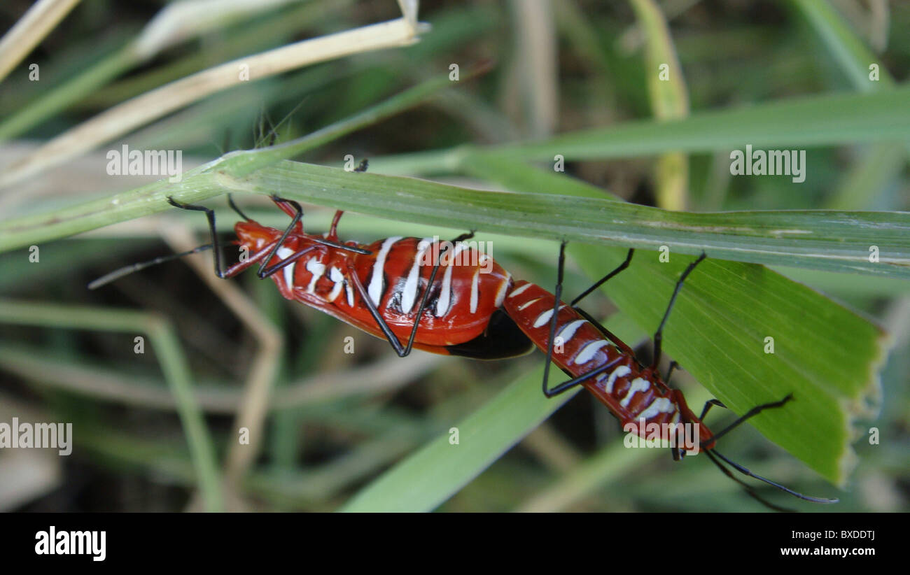 Insect mating hi-res stock photography and images - Alamy