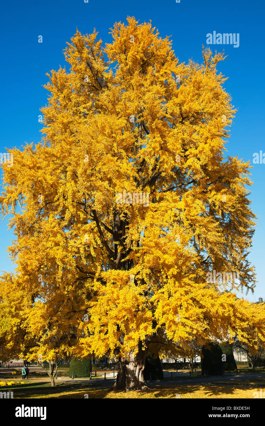 Big Ginkgo Trees High Resolution Stock Photography and Images - Alamy