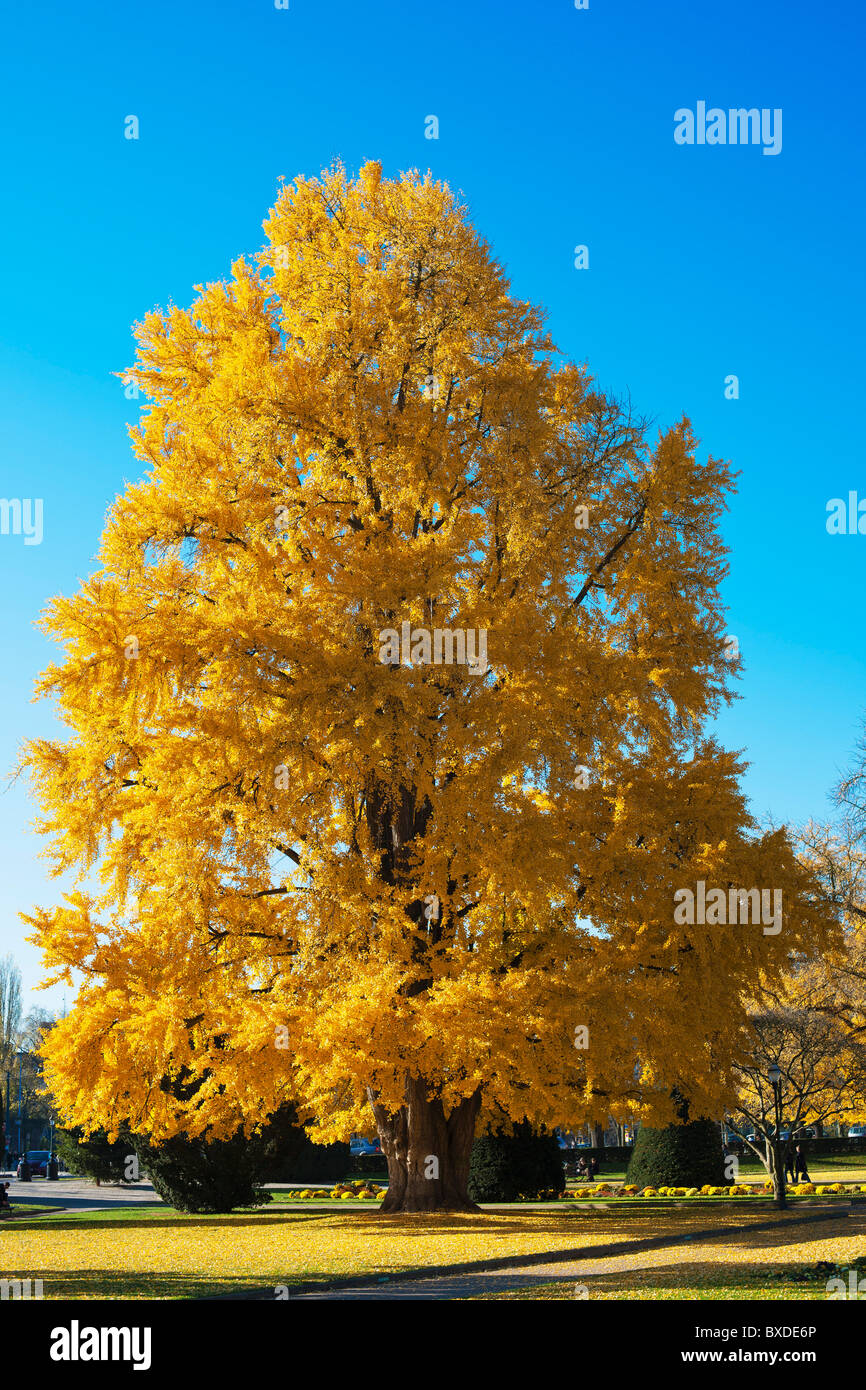 Ginkgo Biloba tree with autumn foliage Stock Photo - Alamy