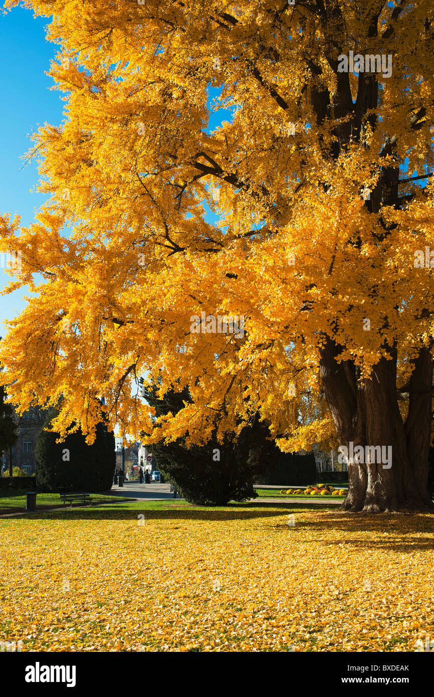 Ginkgo Biloba tree with autumn foliage Stock Photo - Alamy