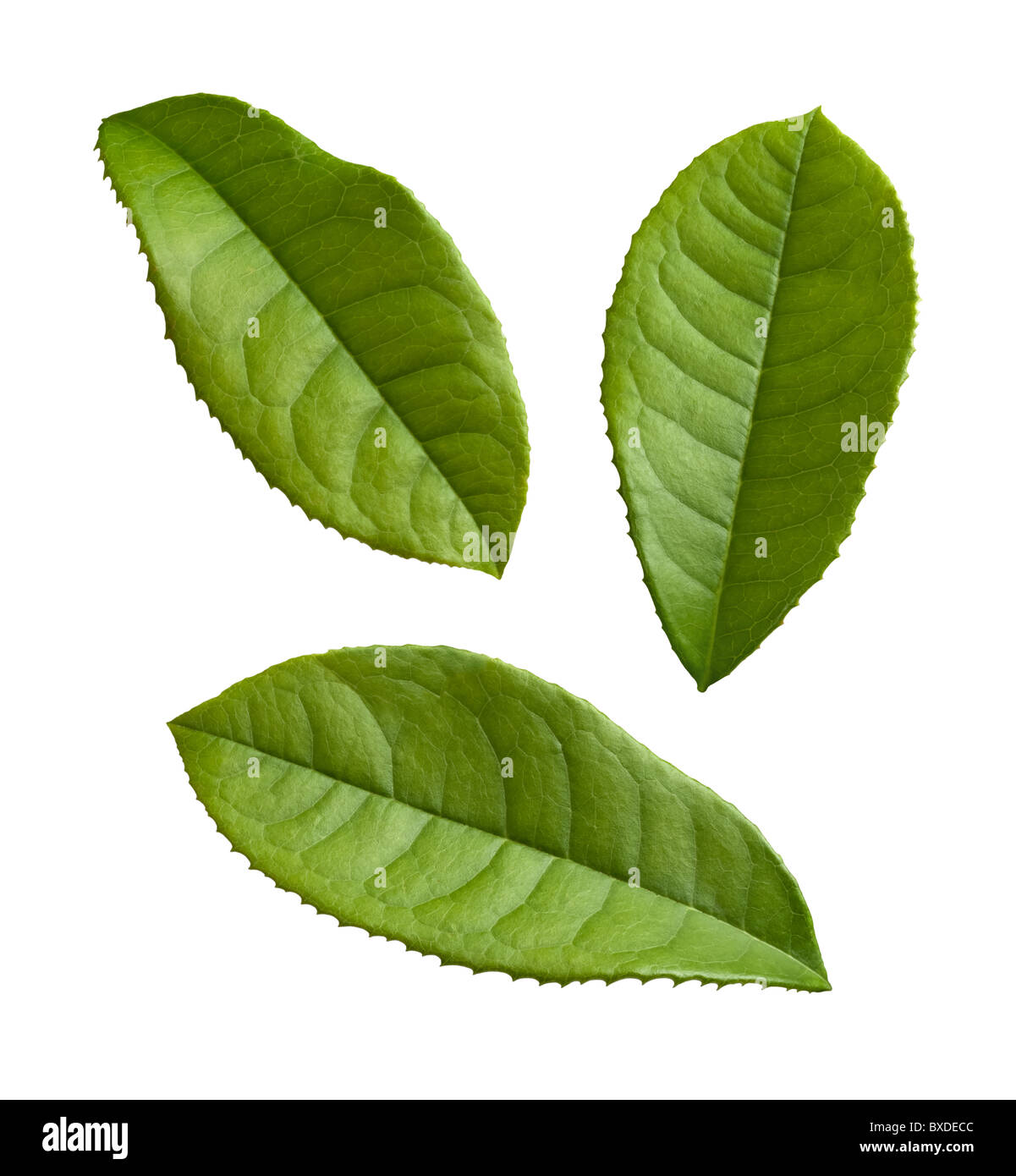 Background green leaf tea hi-res stock photography and images - Alamy