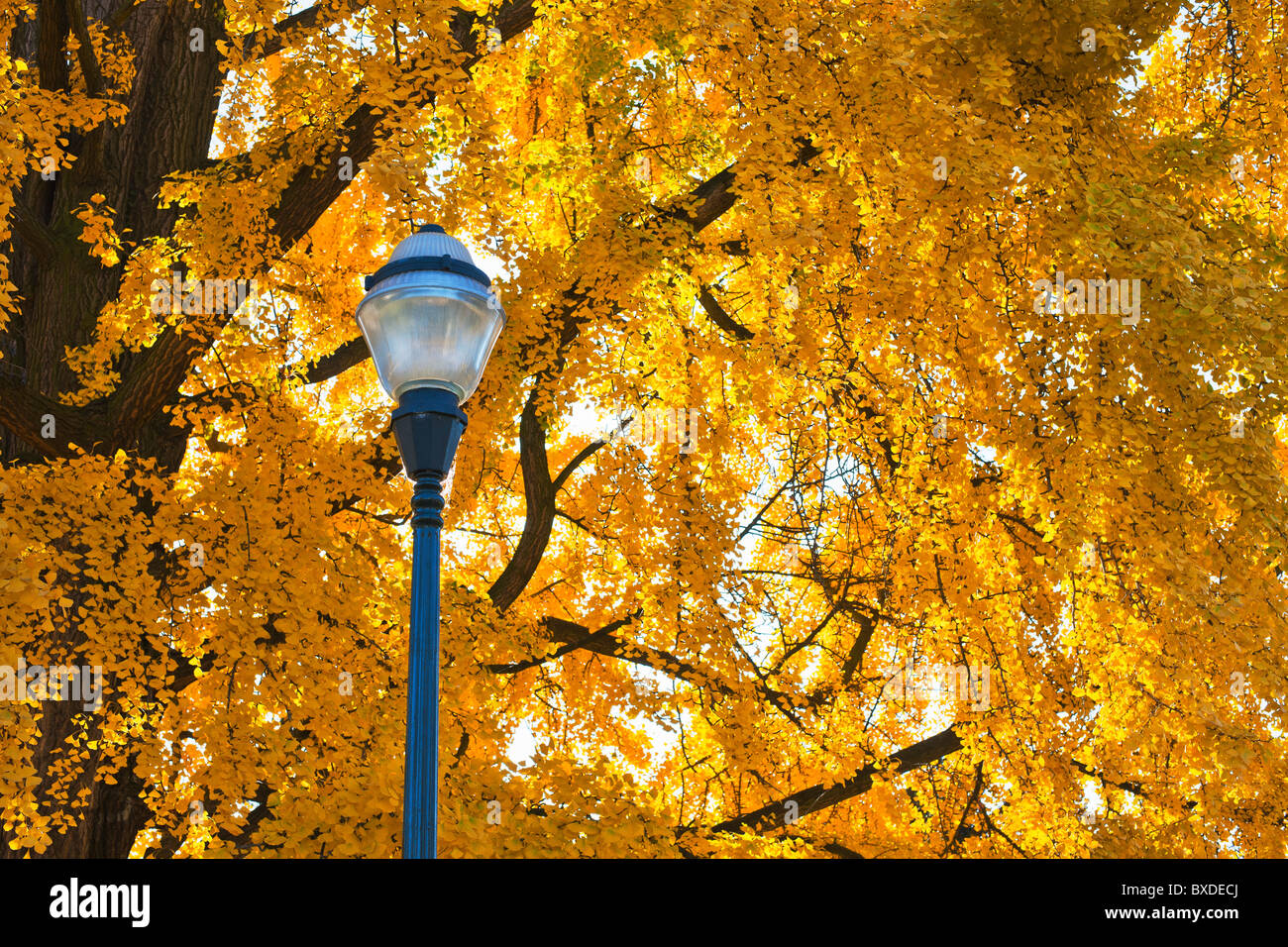 Gingkoes High Resolution Stock Photography and Images - Alamy