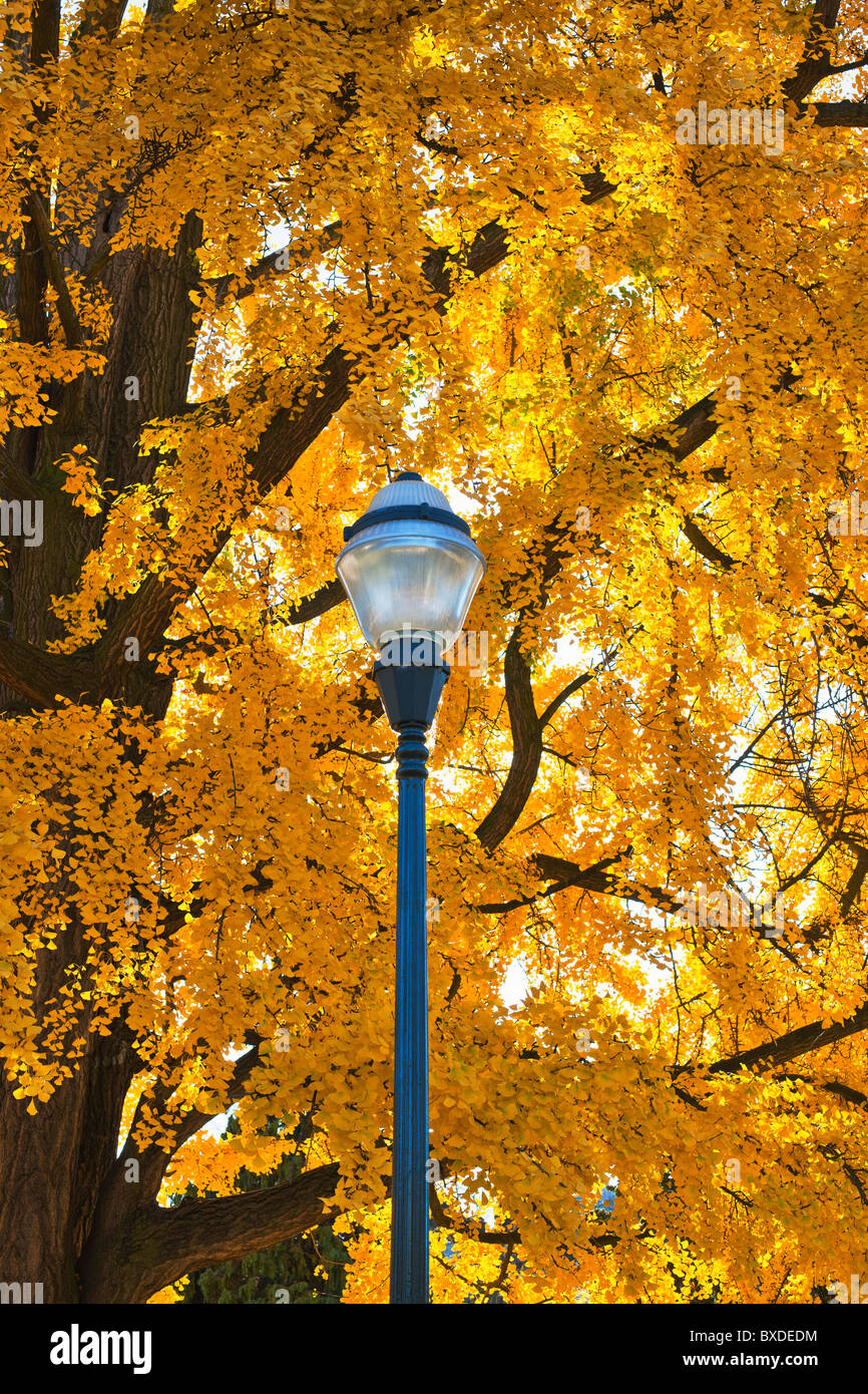 Street lamp and Ginkgo Biloba tree with autumn foliage Strasbourg ...