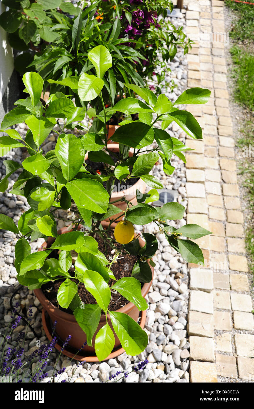 Citrus plant terrace hi-res stock photography and images - Alamy