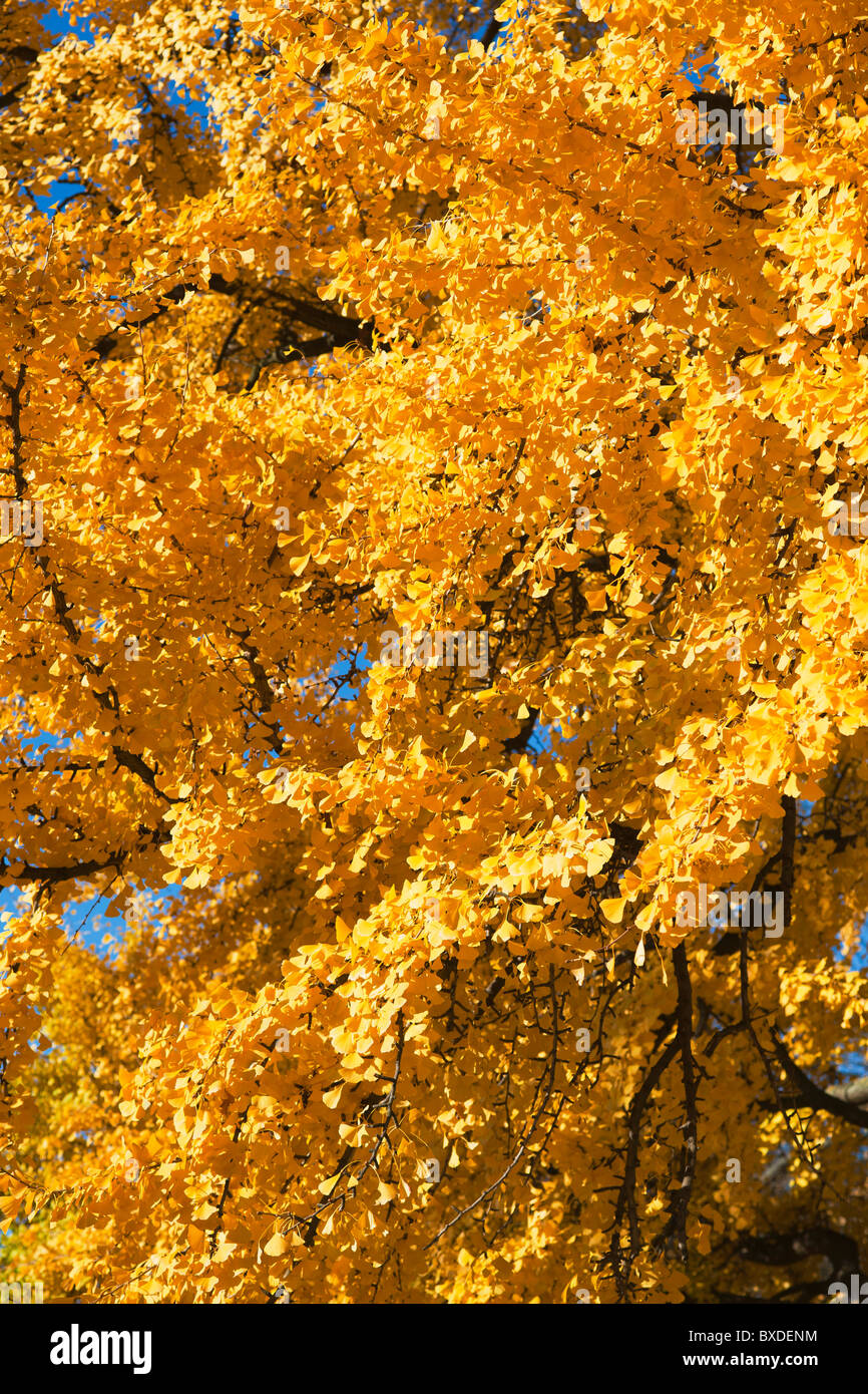 Ginkgo Biloba tree with autumn foliage Stock Photo - Alamy