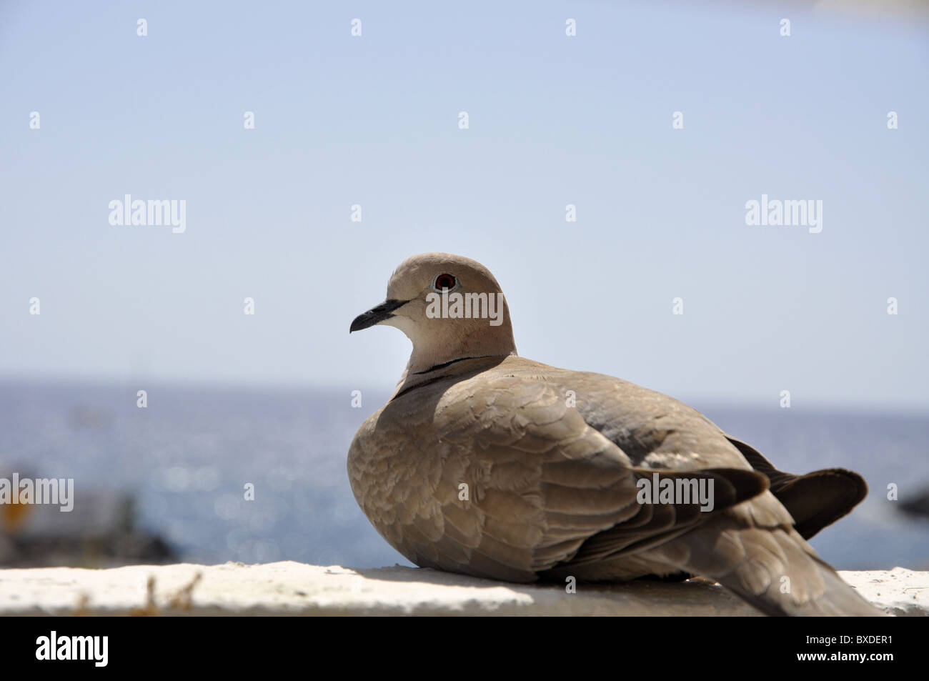 Eurasian collared dove head hi-res stock photography and images - Alamy