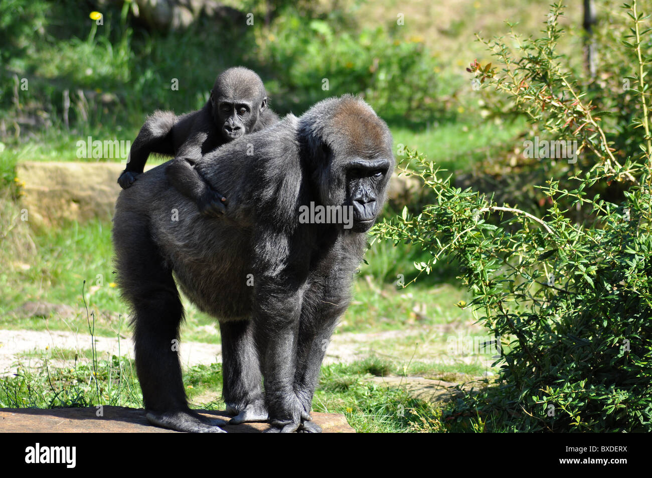 gorilla female monkey with her baby Stock Photo - Alamy