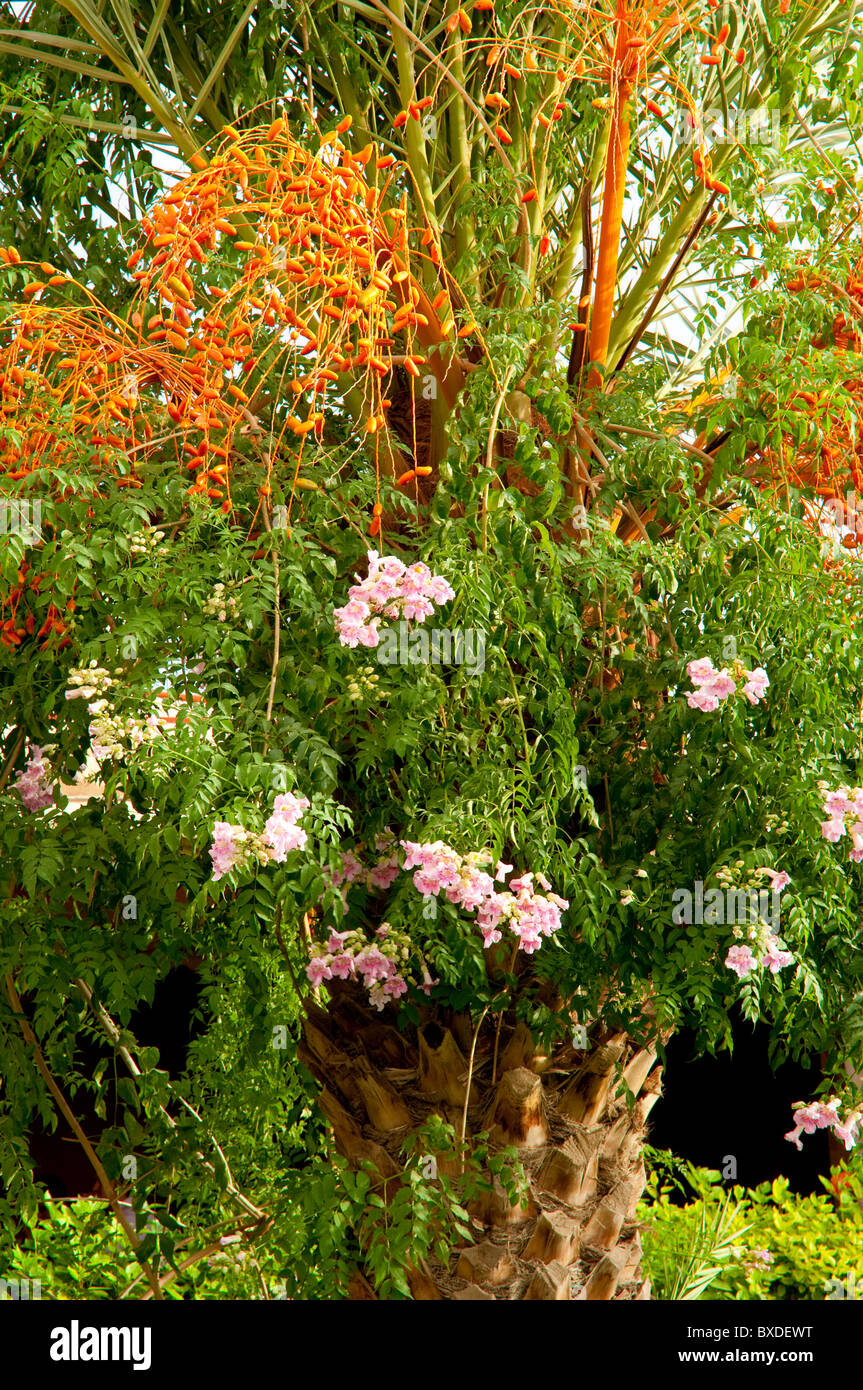 Morocco Flowers High Resolution Stock Photography and Images - Alamy