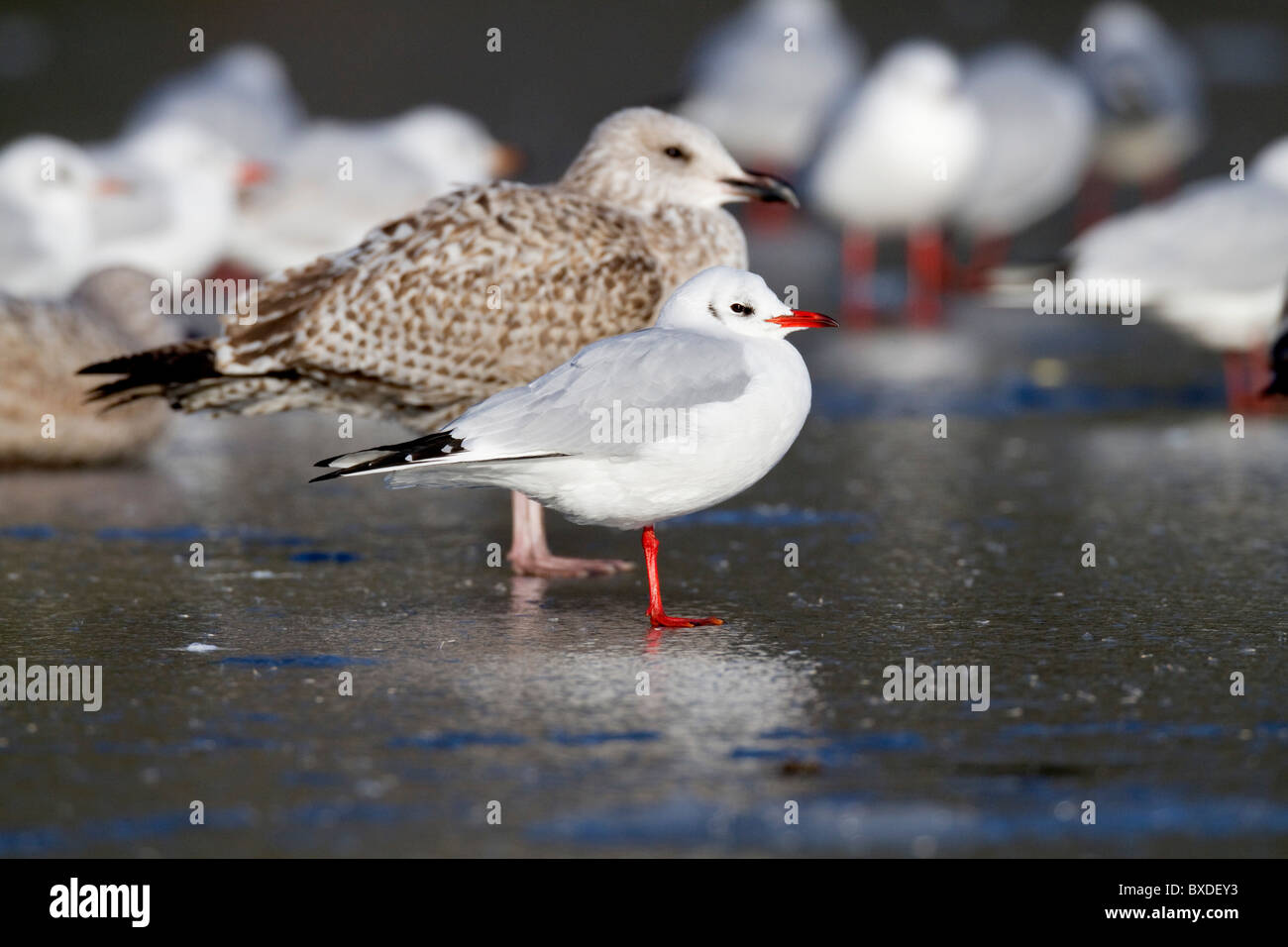 Black headed gull first winter plumage hi-res stock photography and ...