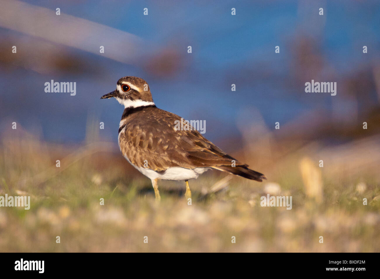 Utah killdeer hi-res stock photography and images - Alamy