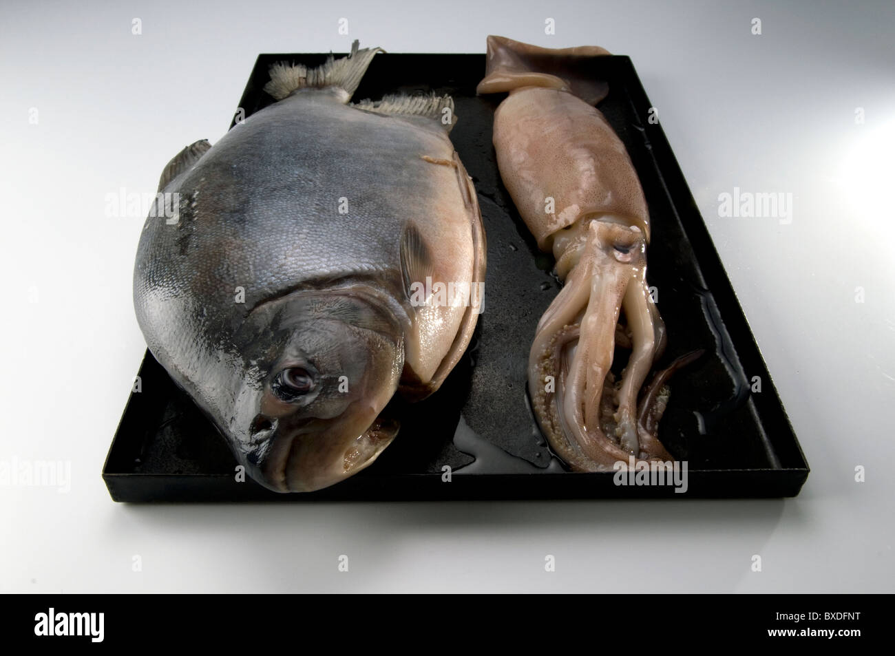 Black white squid fish hi-res stock photography and images - Alamy