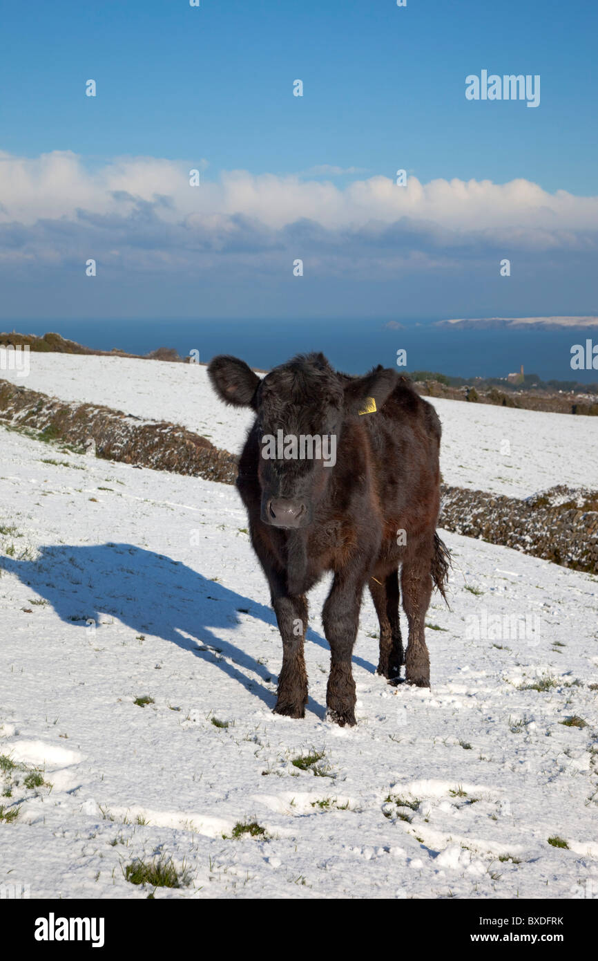 Cow in snow hi-res stock photography and images - Alamy