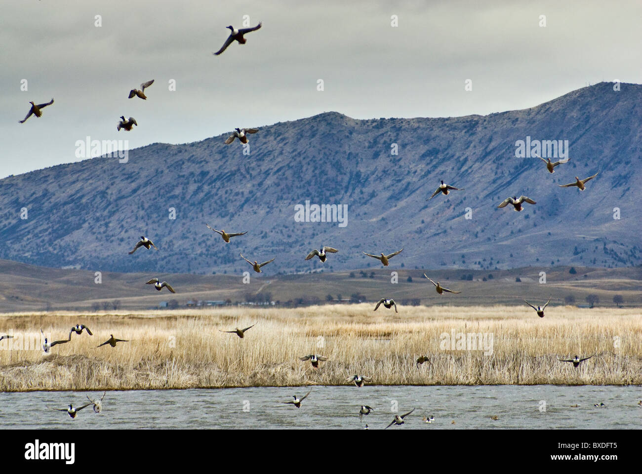 Flight of birds in March at Lower Klamath National Wildlife Refuge ...