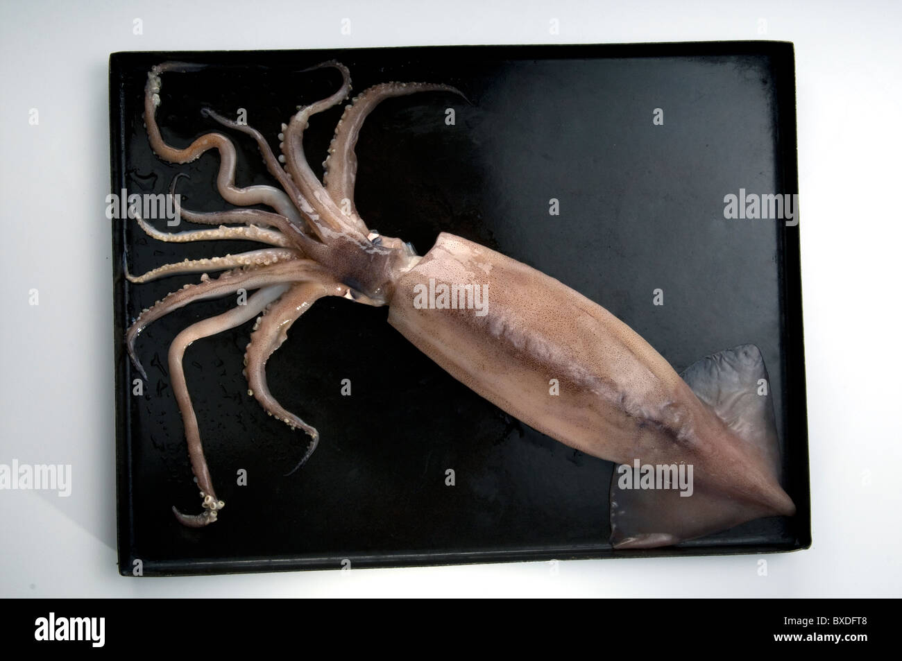 High angle of squid Stock Photo - Alamy
