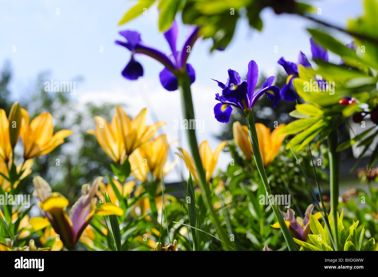 flower garden, lily Stock Photo - Alamy
