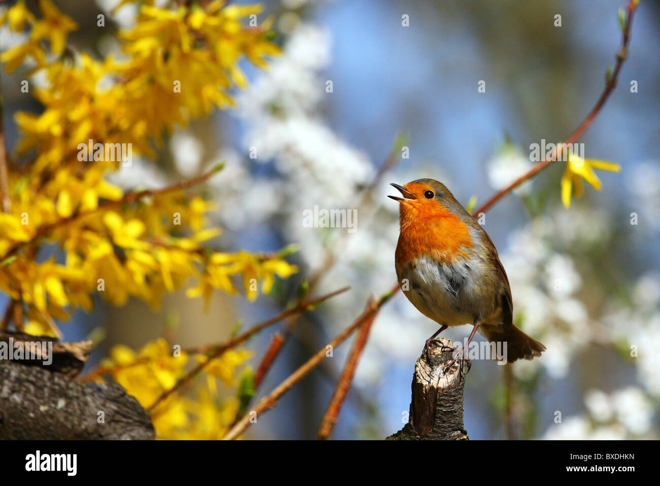 Robin singing whilst sat on tree branch. Taken at the beginning of ...