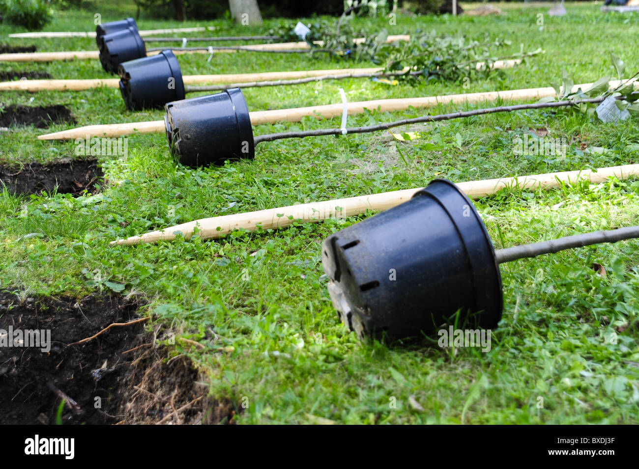 planting holes, tree planting Stock Photo - Alamy