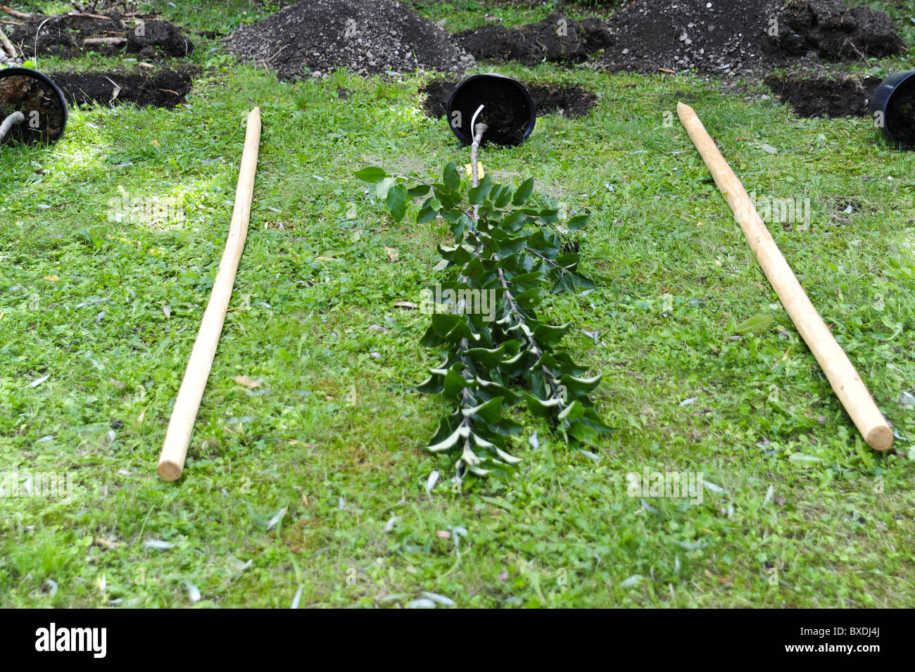 planting holes, tree planting Stock Photo - Alamy