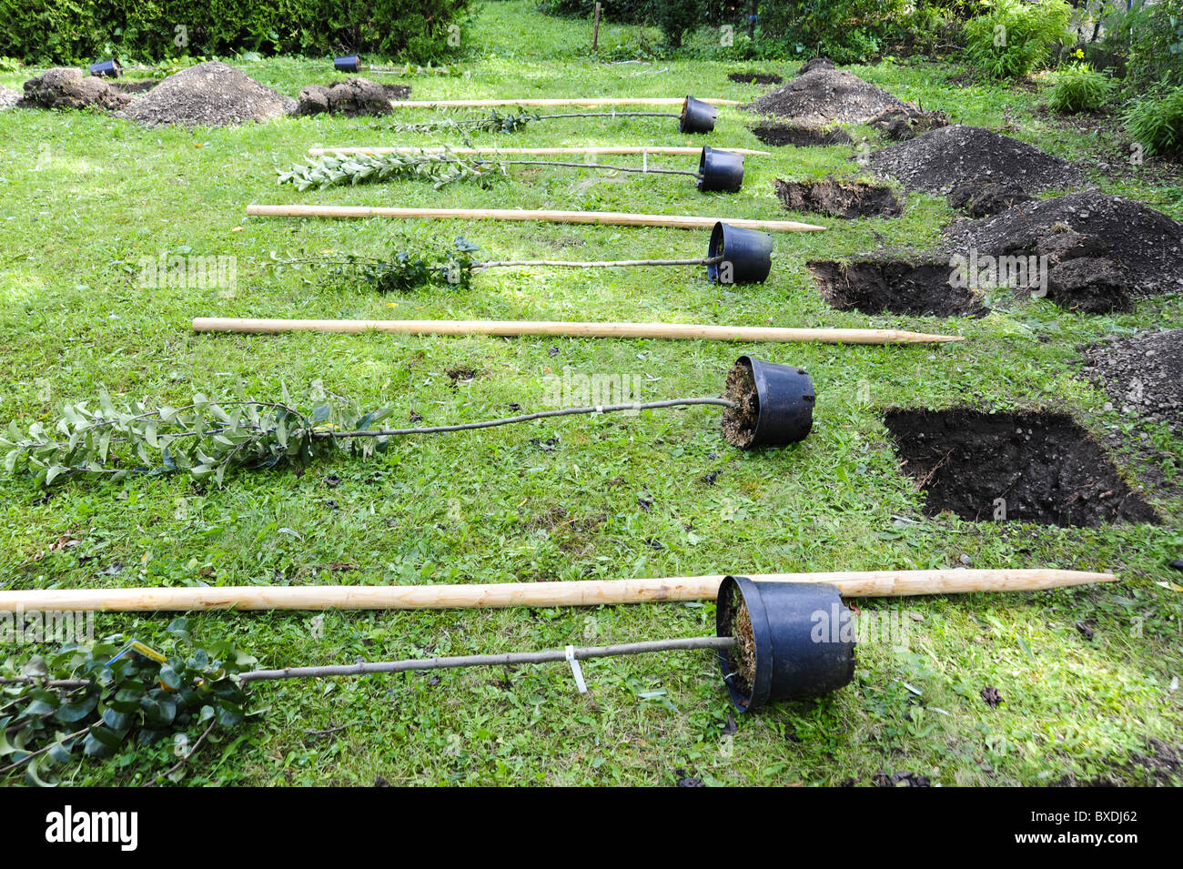 planting holes, tree planting Stock Photo - Alamy