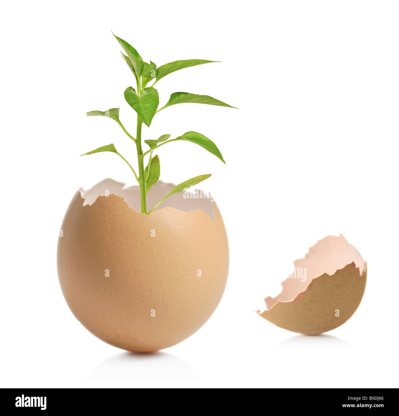 A view of a green plant in cracked eggshell Stock Photo - Alamy