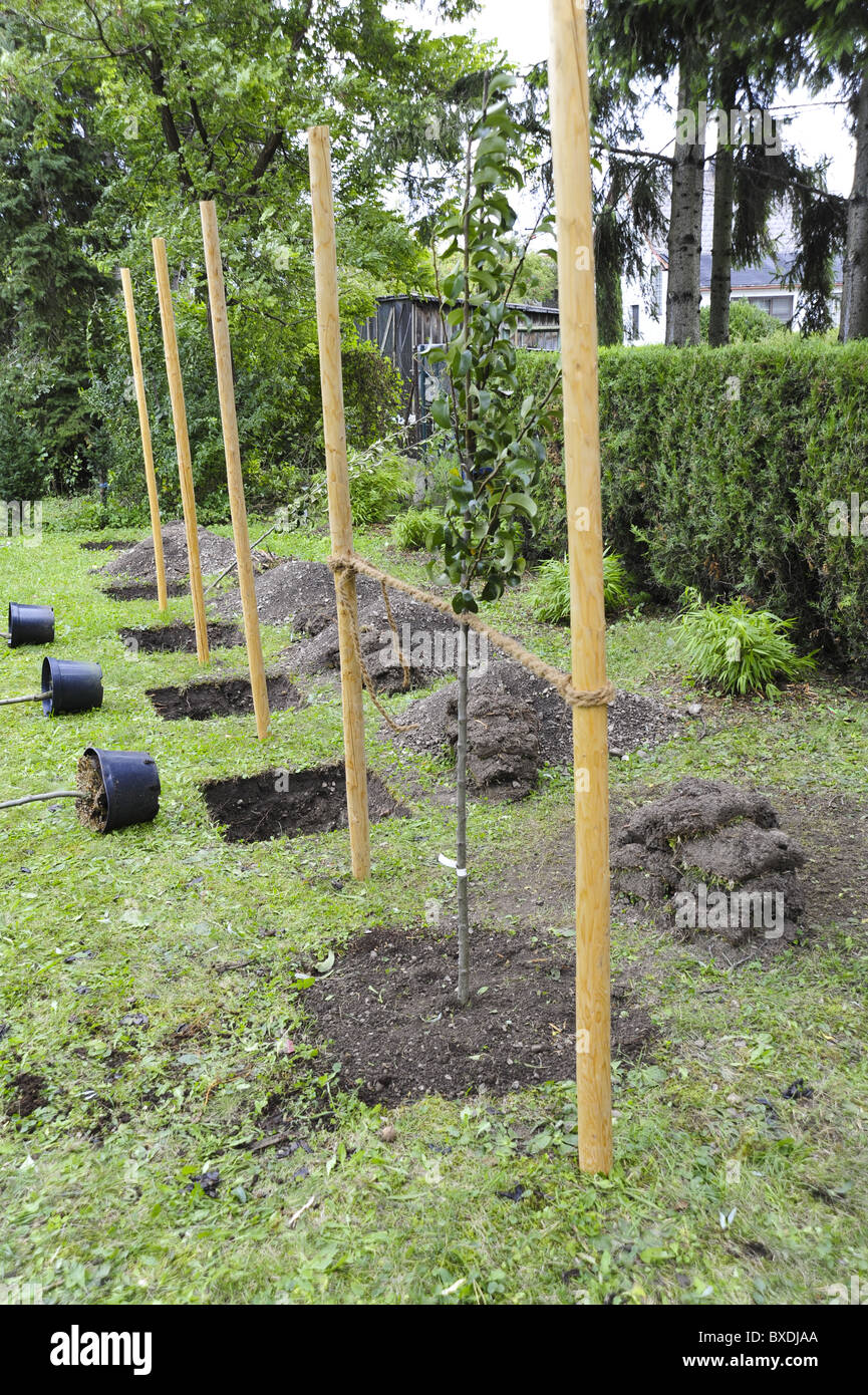 planting holes, tree planting Stock Photo - Alamy