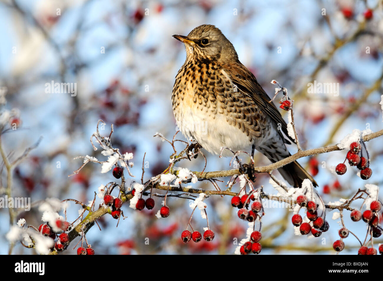 Hawthorn bird hi-res stock photography and images - Alamy