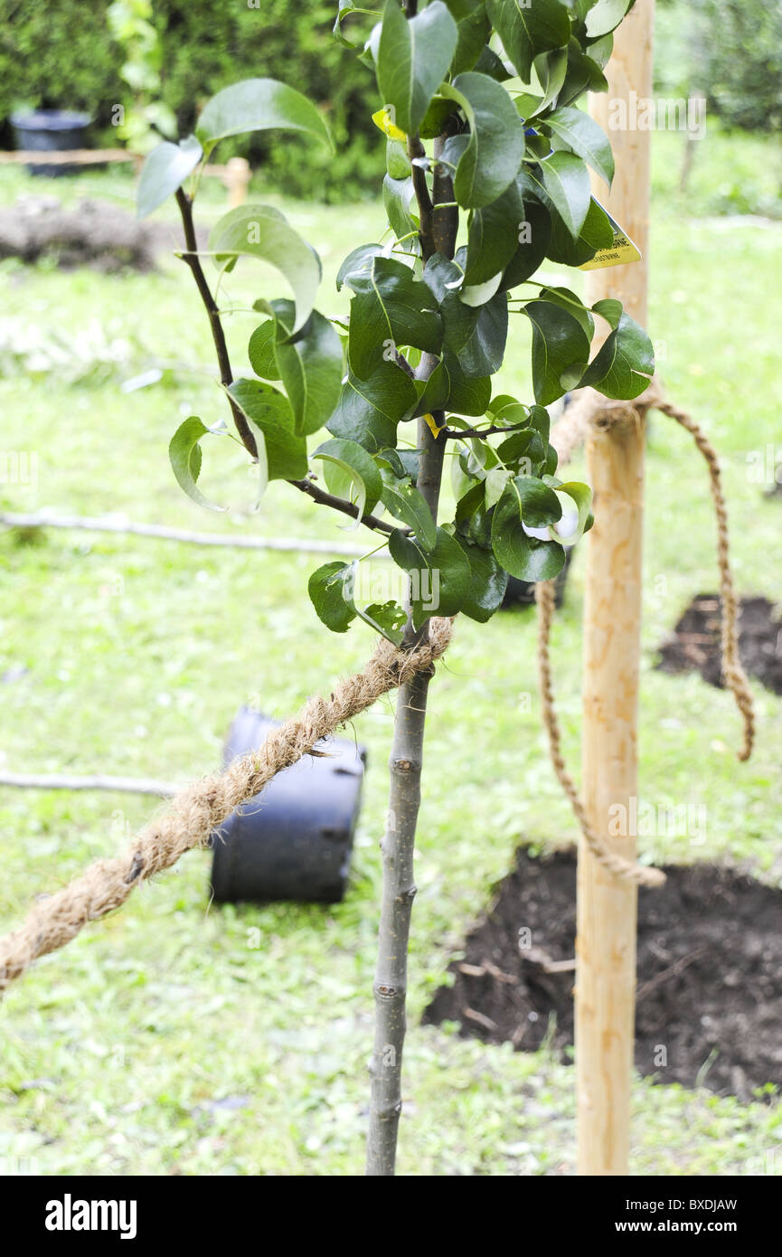 planting holes, tree planting Stock Photo - Alamy