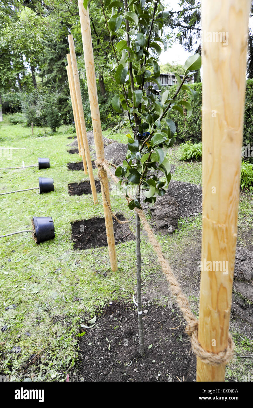 planting holes, tree planting Stock Photo - Alamy