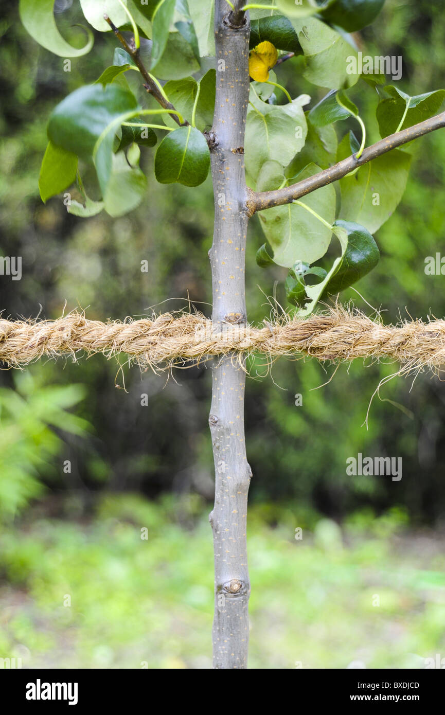 Tree planting area hi-res stock photography and images - Alamy
