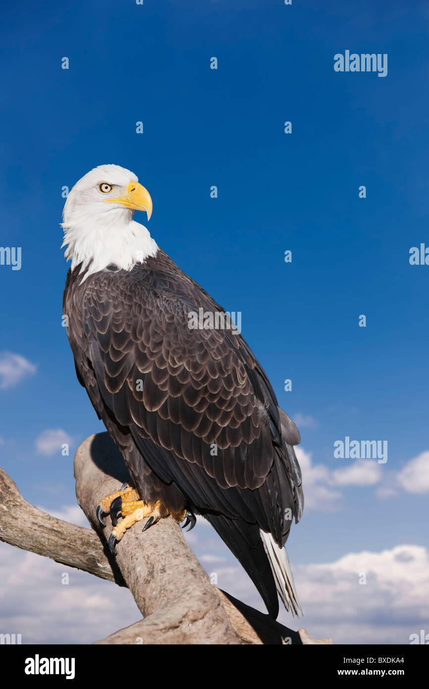 American bald eagle hi-res stock photography and images - Alamy