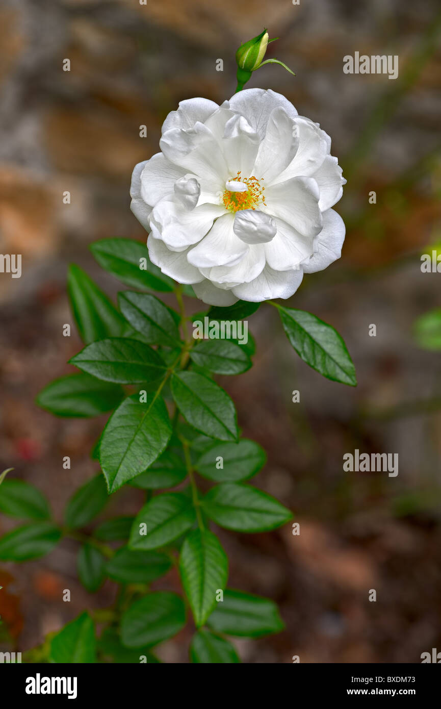 White Floribunda rose -- cultivar Iceberg Stock Photo - Alamy