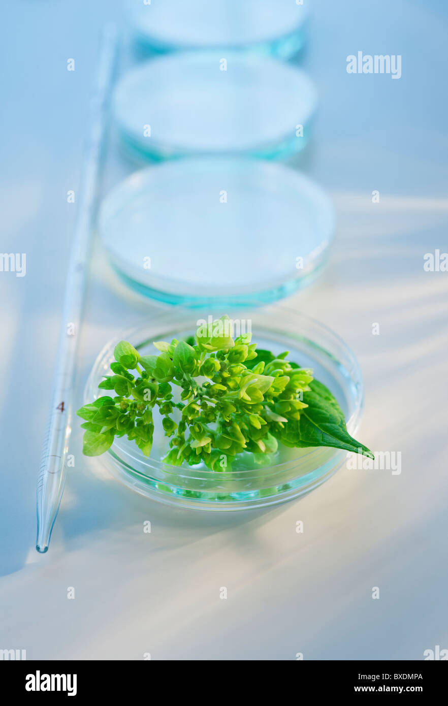 Experiments plants in petri hi-res stock photography and images - Alamy