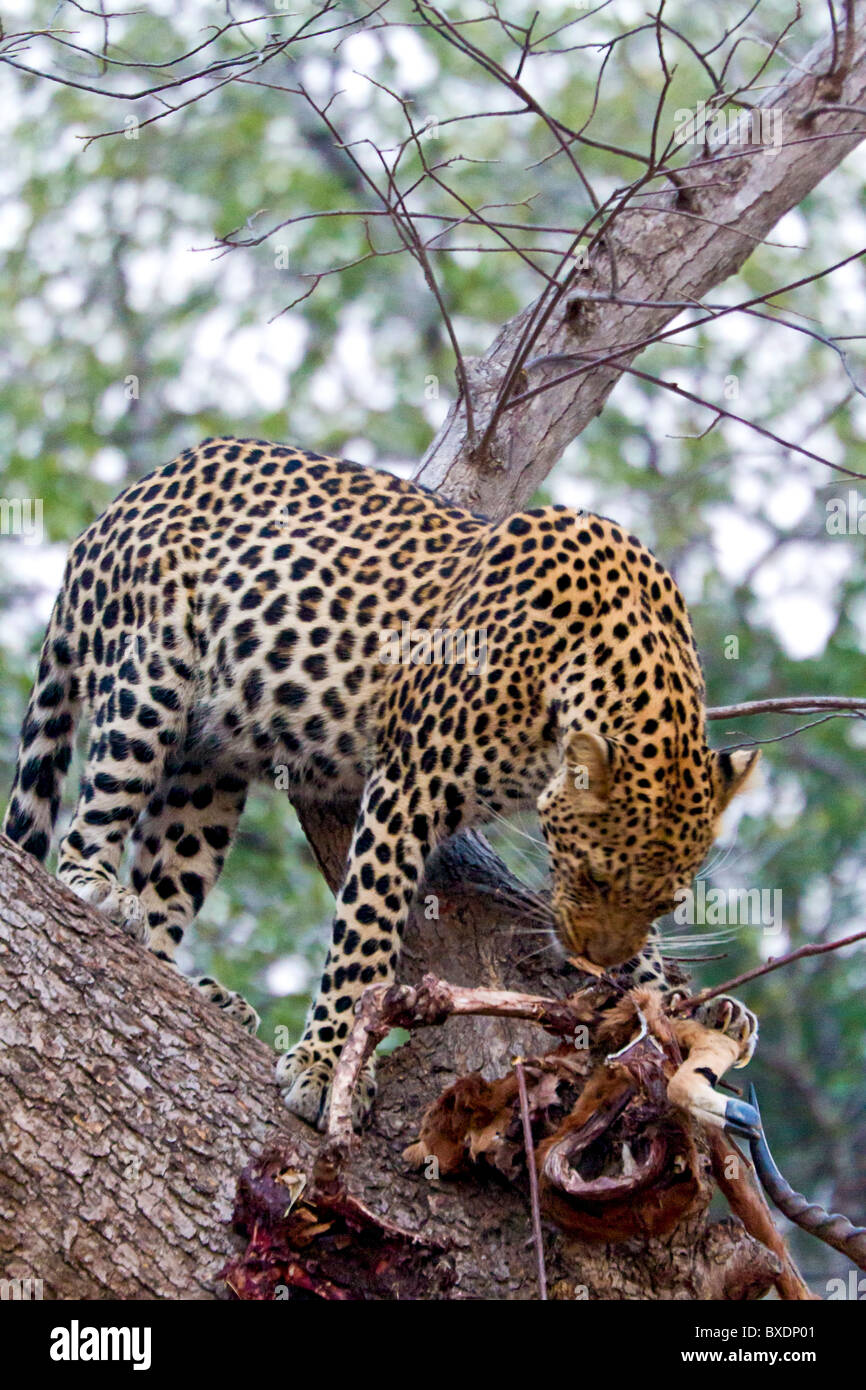 Female leopard in a mango tree eats fresh killed impala Stock Photo - Alamy