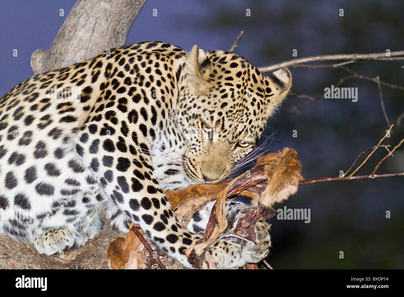 Female leopard in a mango tree at night eats fresh killed impala Stock ...