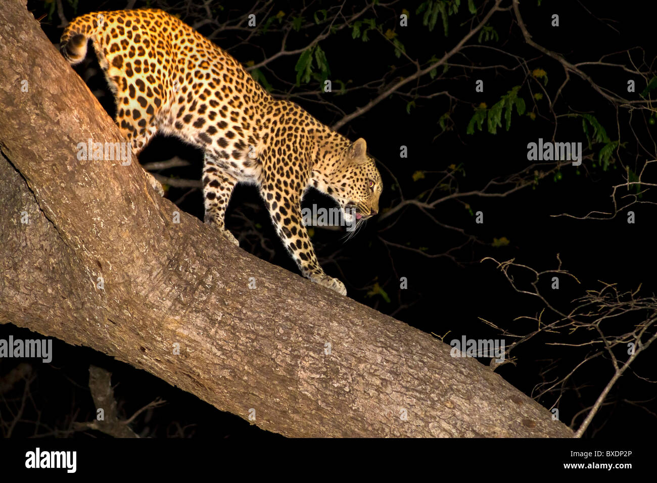 Female leopard on a tree hi-res stock photography and images - Alamy