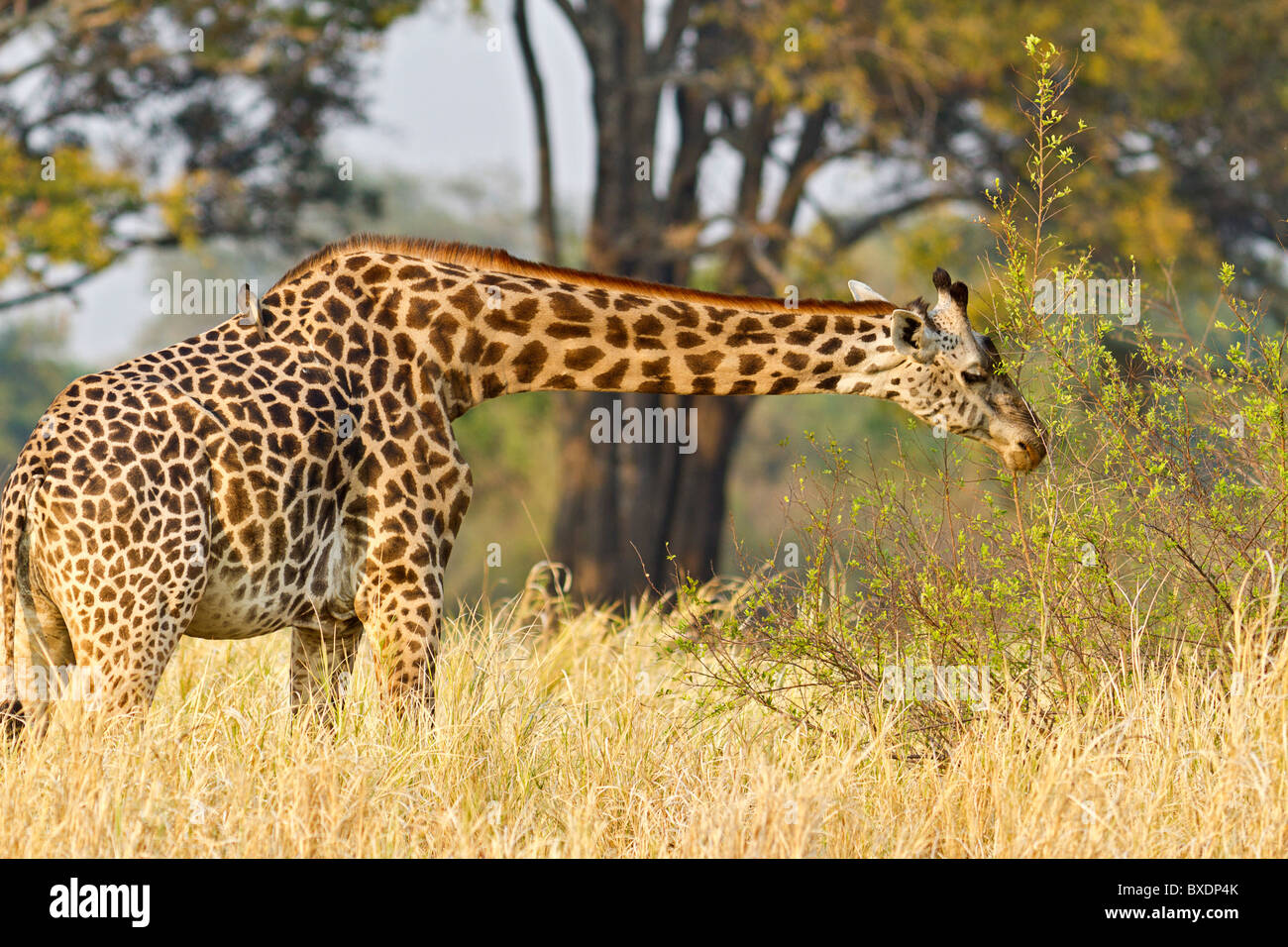 Giraffe and bird hi-res stock photography and images - Alamy