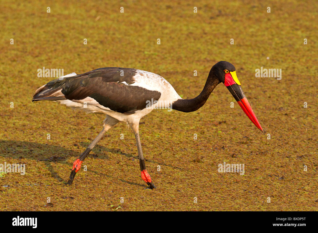 Saddle-billed Stork, a large wading bird in the stork family, hunts for ...
