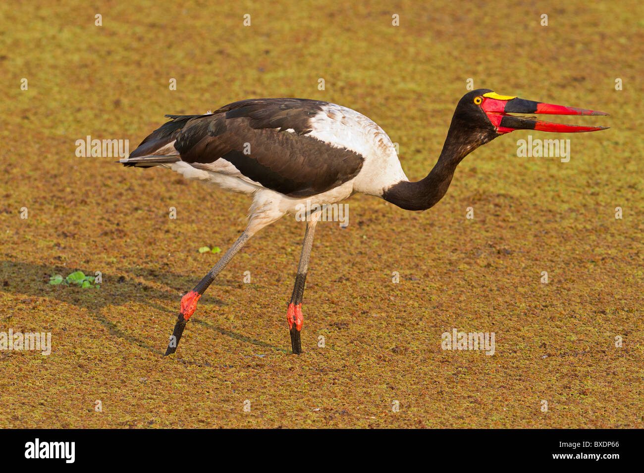Saddle-billed Stork, a large wading bird in the stork family, hunts for ...