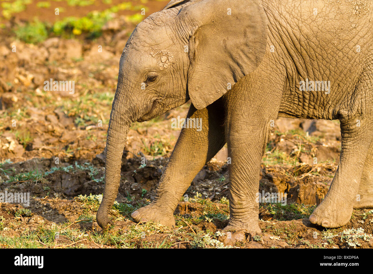 Elephant with calf hi-res stock photography and images - Alamy