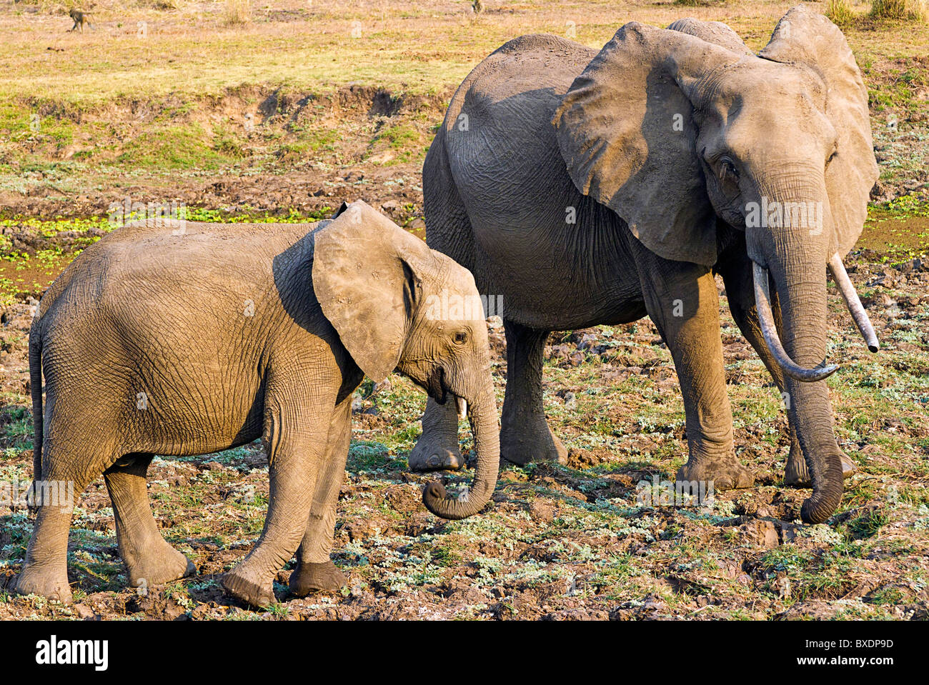 Elephant calf and young adult, seen while on safari in South Luangwa ...