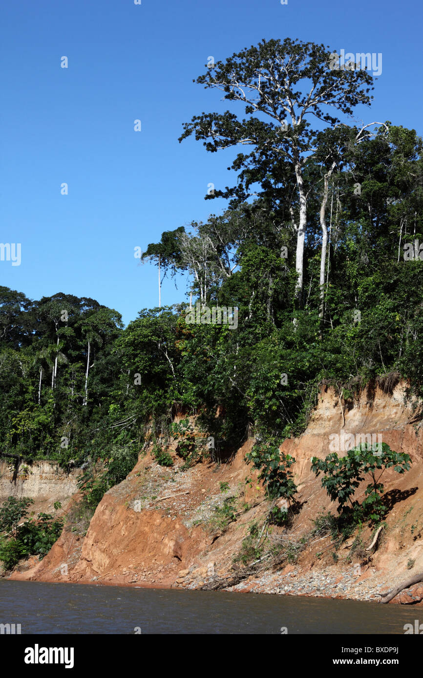 Emergent layer rainforest hi-res stock photography and images - Alamy