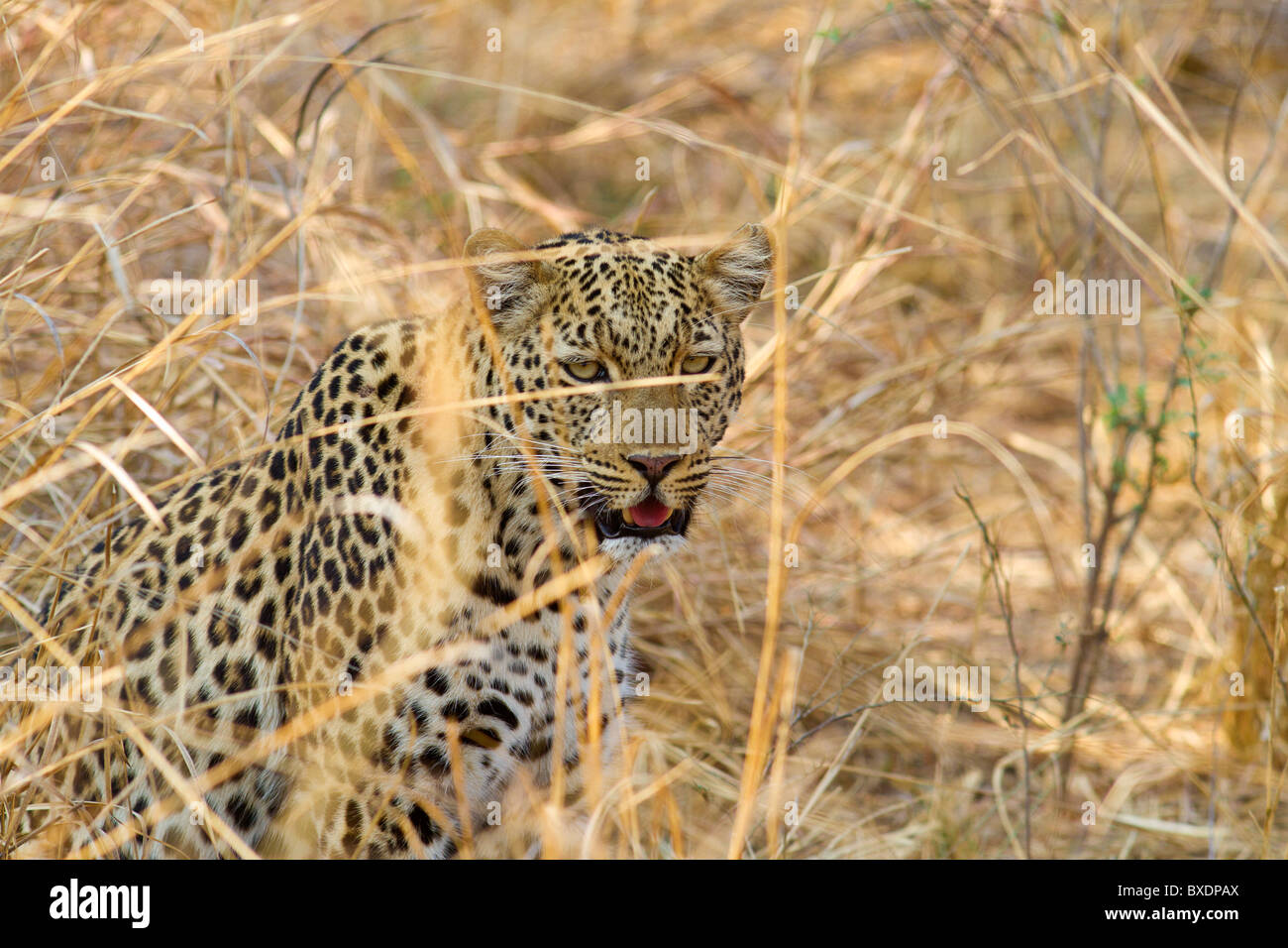 Leopard stalks prey in dry grass of South Luangwa National Park in ...