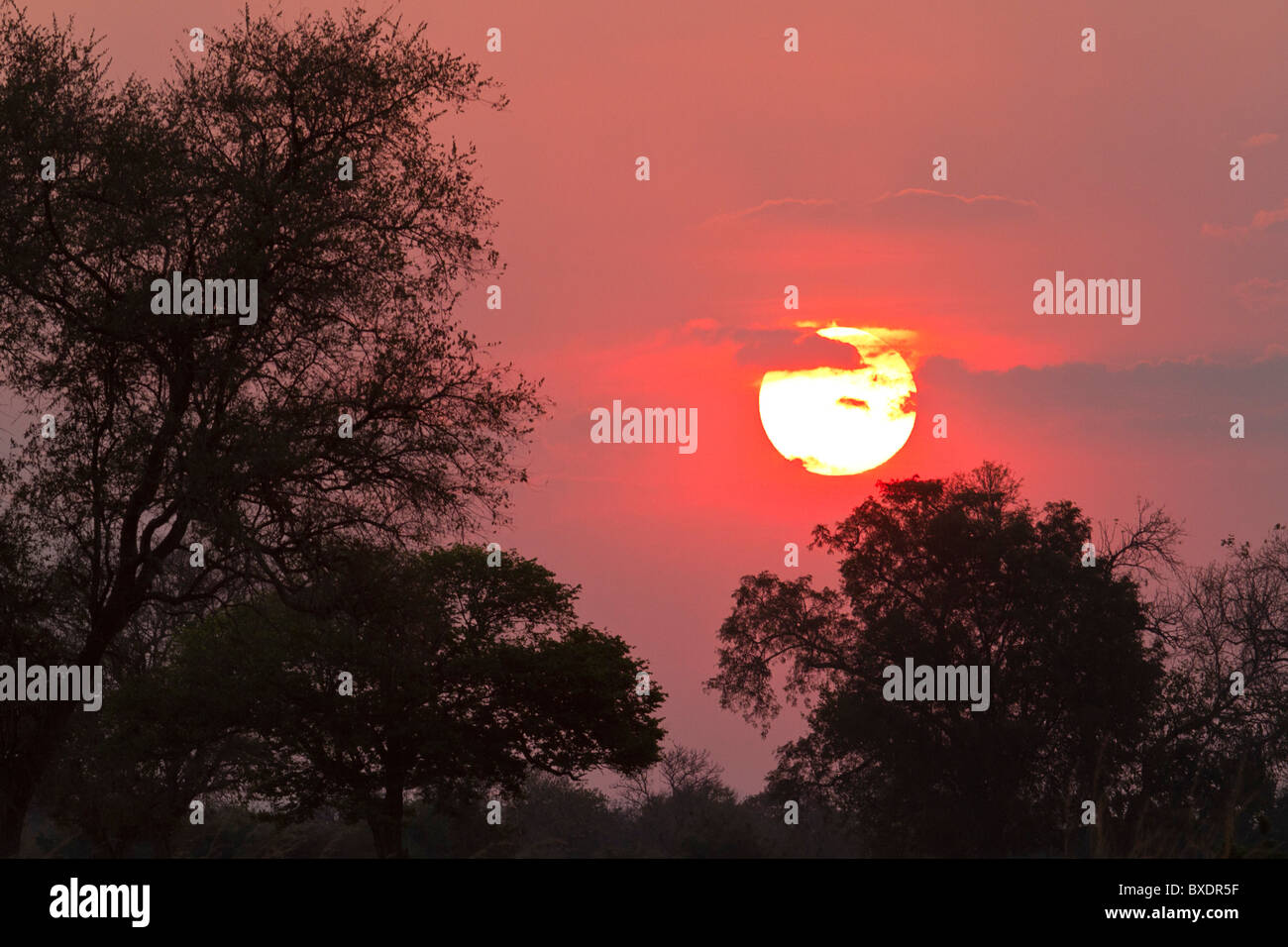 Zambia africa bush safari hi-res stock photography and images - Alamy