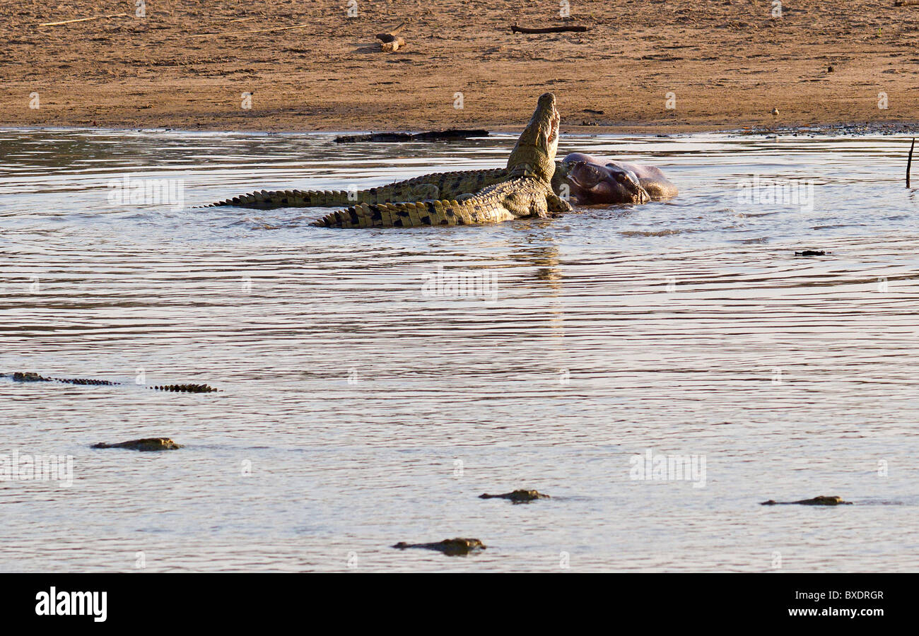 Crocodiles eat a dead hippopotamus in the Luangwa River in Zambia ...
