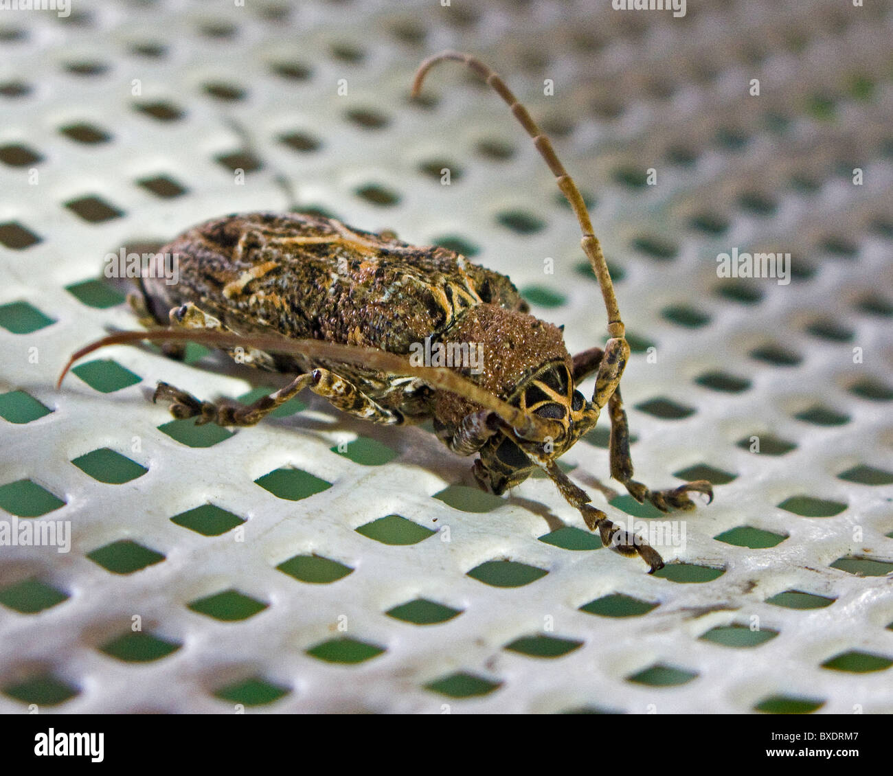Claws insect animal beetle hi-res stock photography and images - Alamy