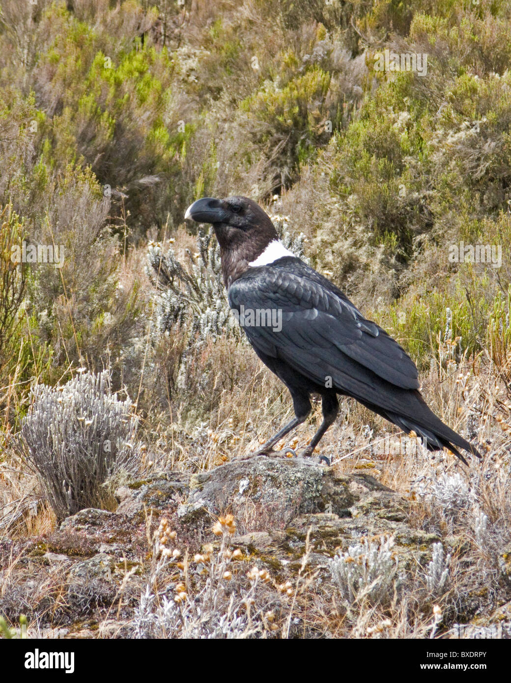 White neck raven hi-res stock photography and images - Alamy